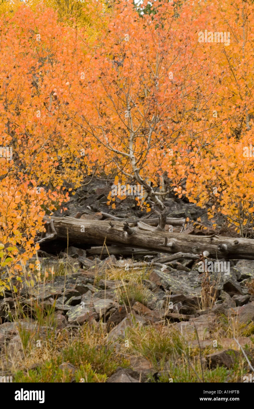 Aspen saplings in autumn colours, Yellowstone National Park, Wyoming ...