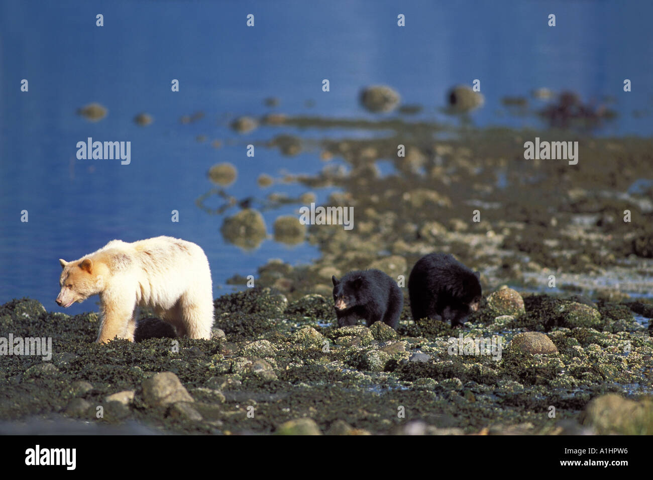 spirit bear kermode black bear Ursus americanus sow with cubs looking ...