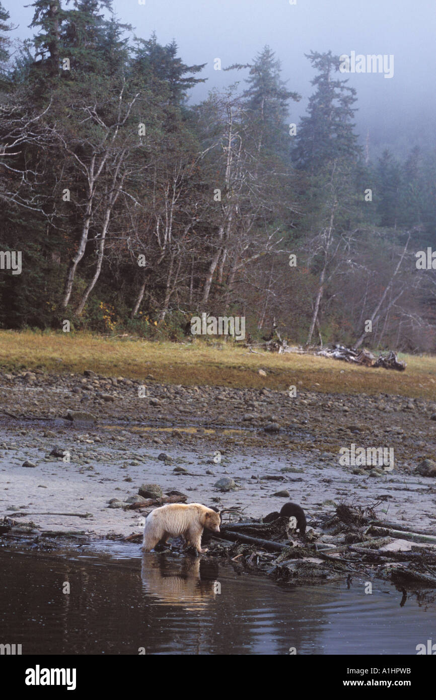 spirit bear kermode black bear Ursus americanus sow with cub looking ...