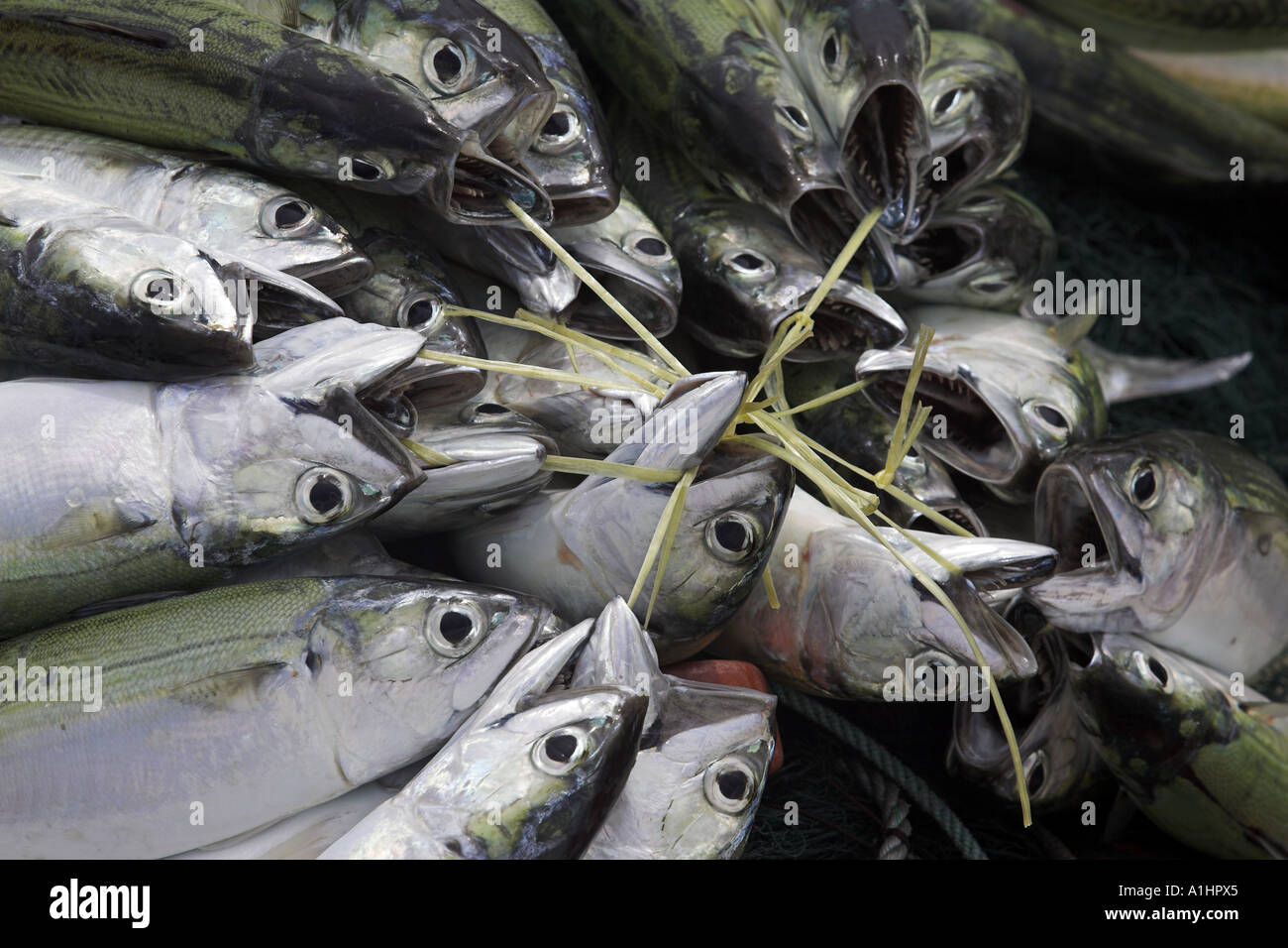Mackerel heads hi-res stock photography and images - Alamy