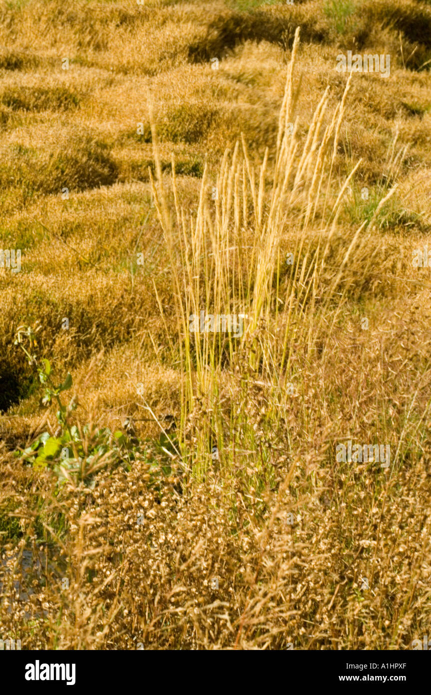 Grasses in volcanically active meadow, Yellowstone National Park ...