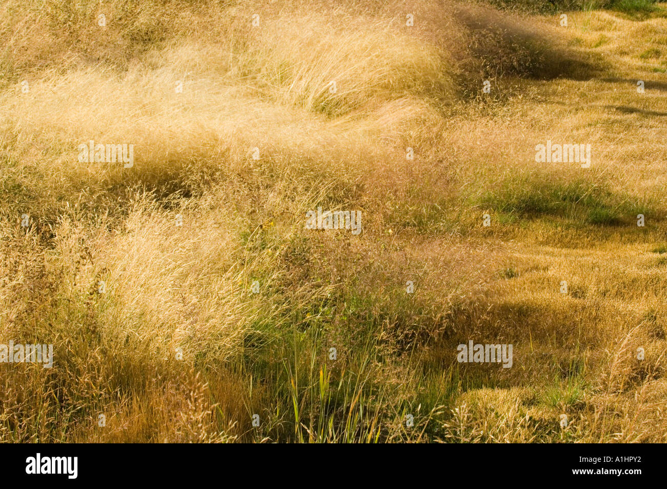 Edge grasses yellowstone hi-res stock photography and images - Alamy