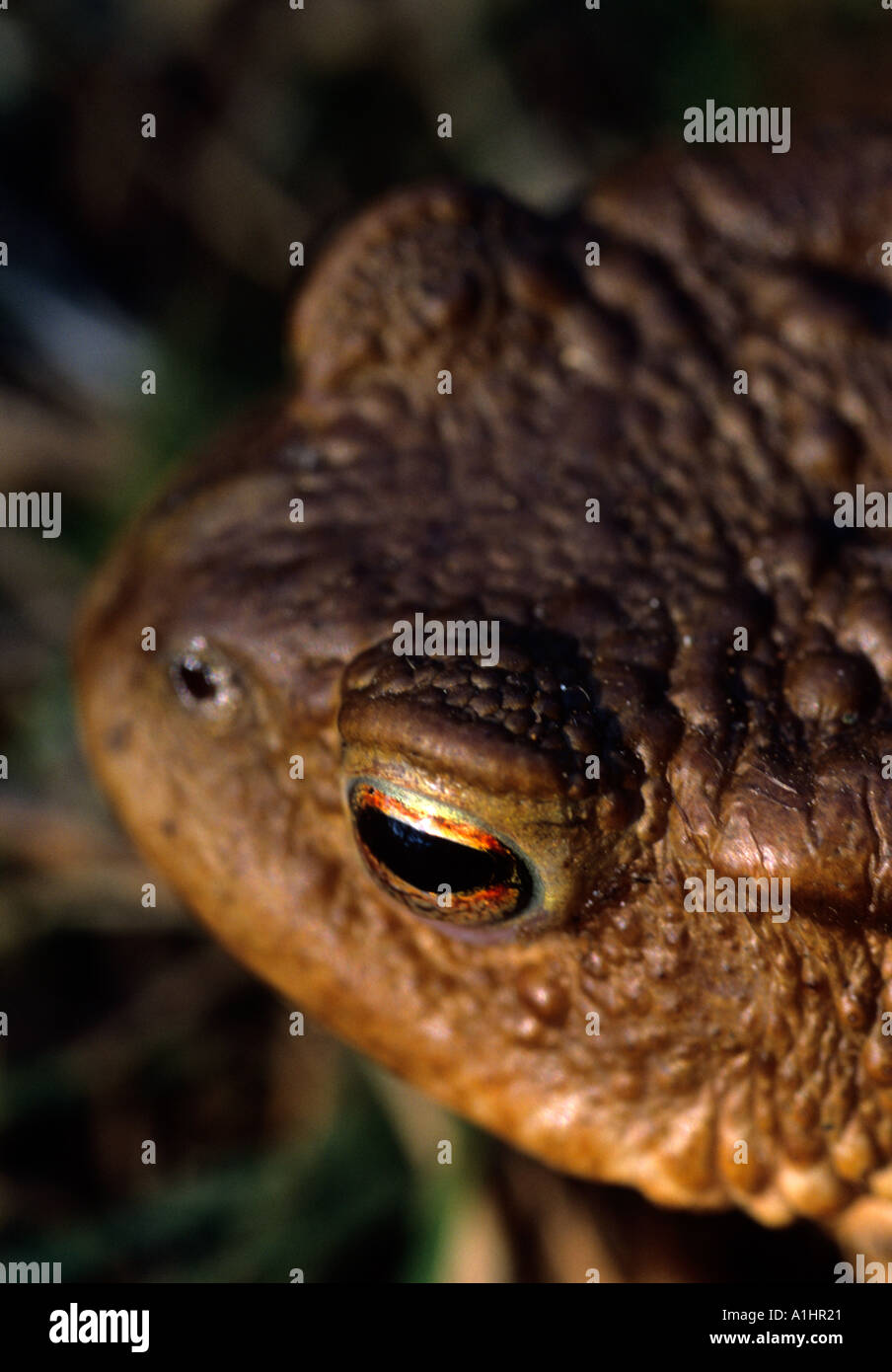 Female common toad Bufo bufo Stock Photo - Alamy