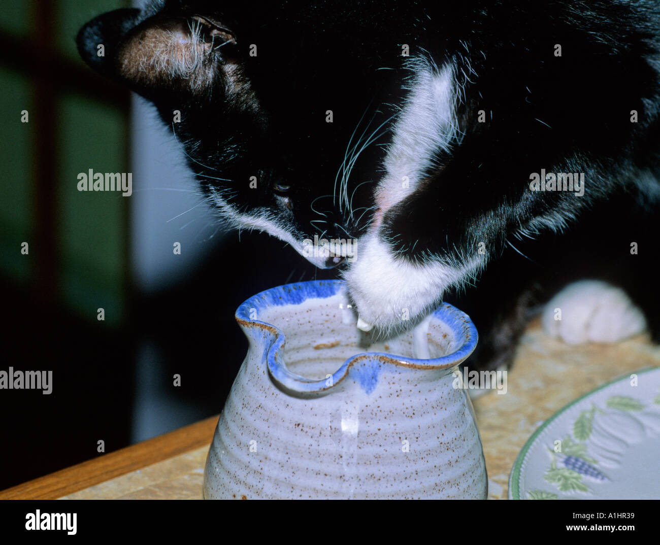 cat s felis domesticus got the cream Dipping paw into cream jug and ...
