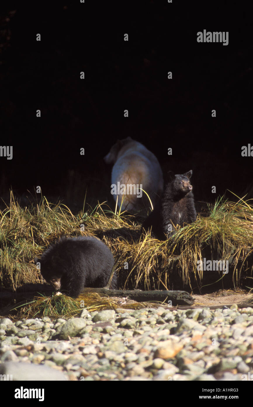 spirit bear kermode black bear Ursus americanus sow with cubs feeding ...