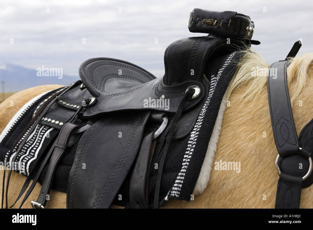 Palomino Horses With Saddles