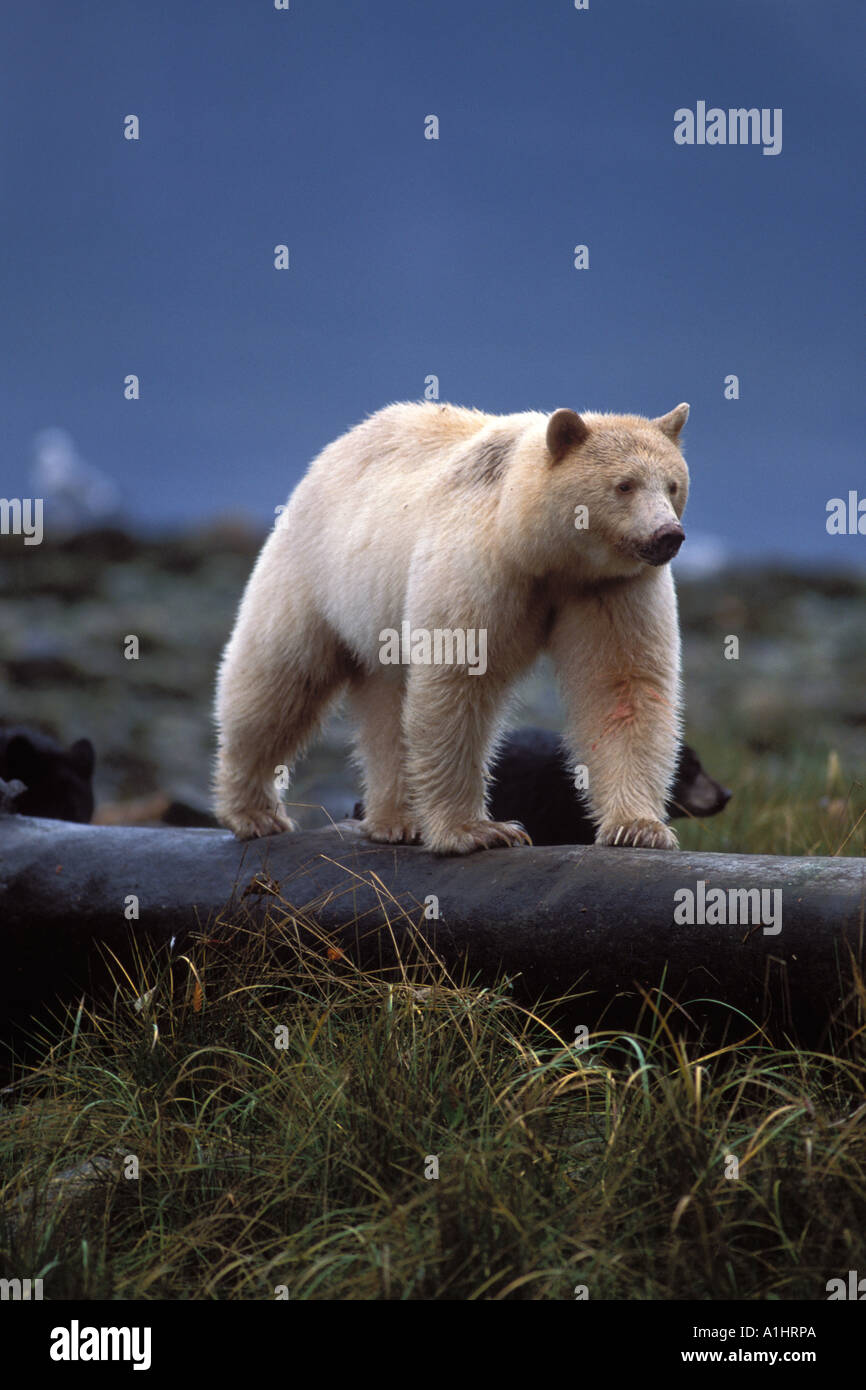 spirit bear kermode black bear Ursus americanus sow with cubs walking ...