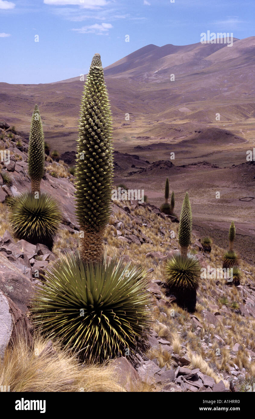 Gigantic Puya Raimondii the Queen of the Andes a giant bromeliad Stock ...