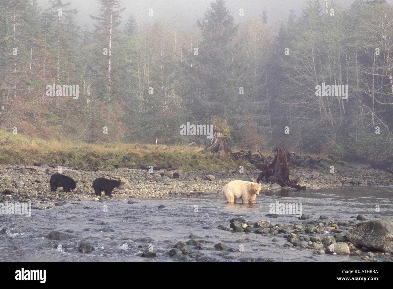 spirit bear kermode black bear Ursus americanus sow with cubs fishing ...