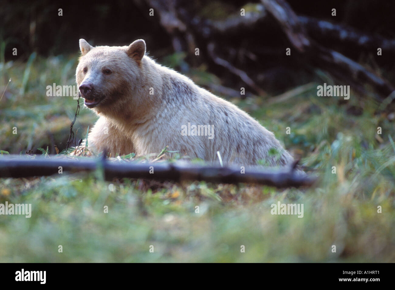 Kermode bear british columbia cubs hi-res stock photography and images ...