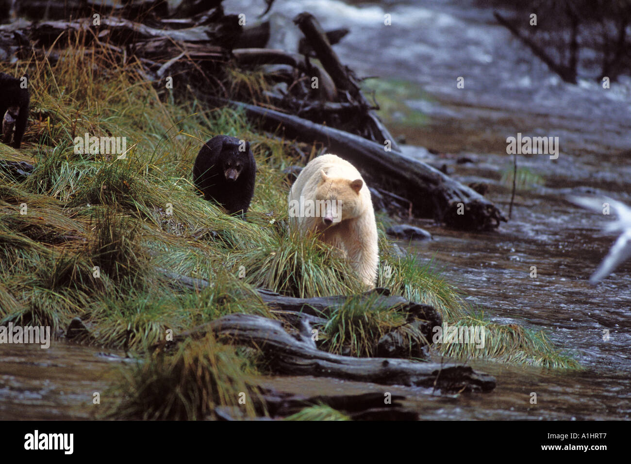 spirit bear kermode black bear Ursus americanus sow with cub walking ...