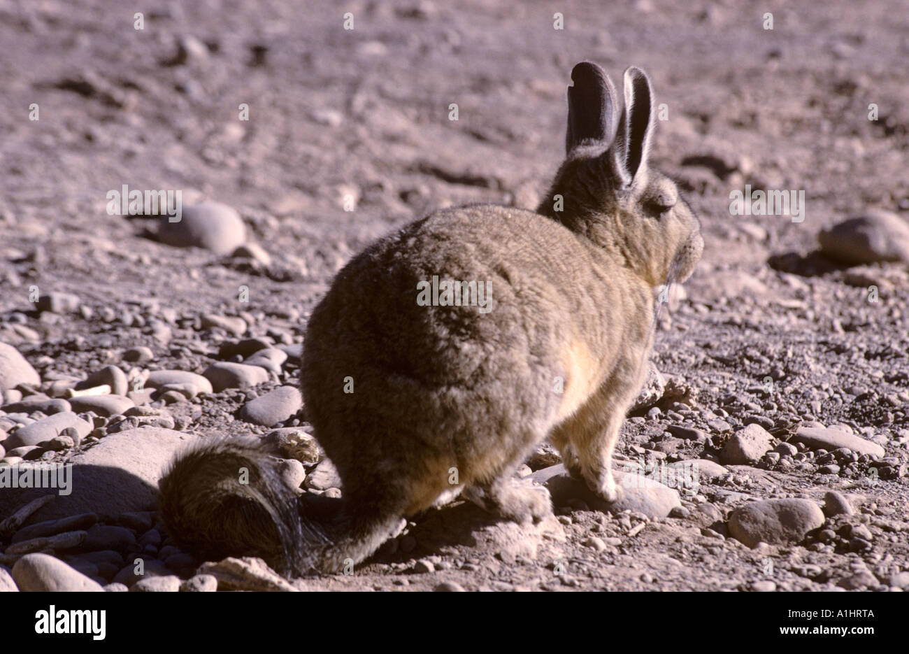 Vizcacha large rodent found in the higher altitudes of Bolivia and Peru ...