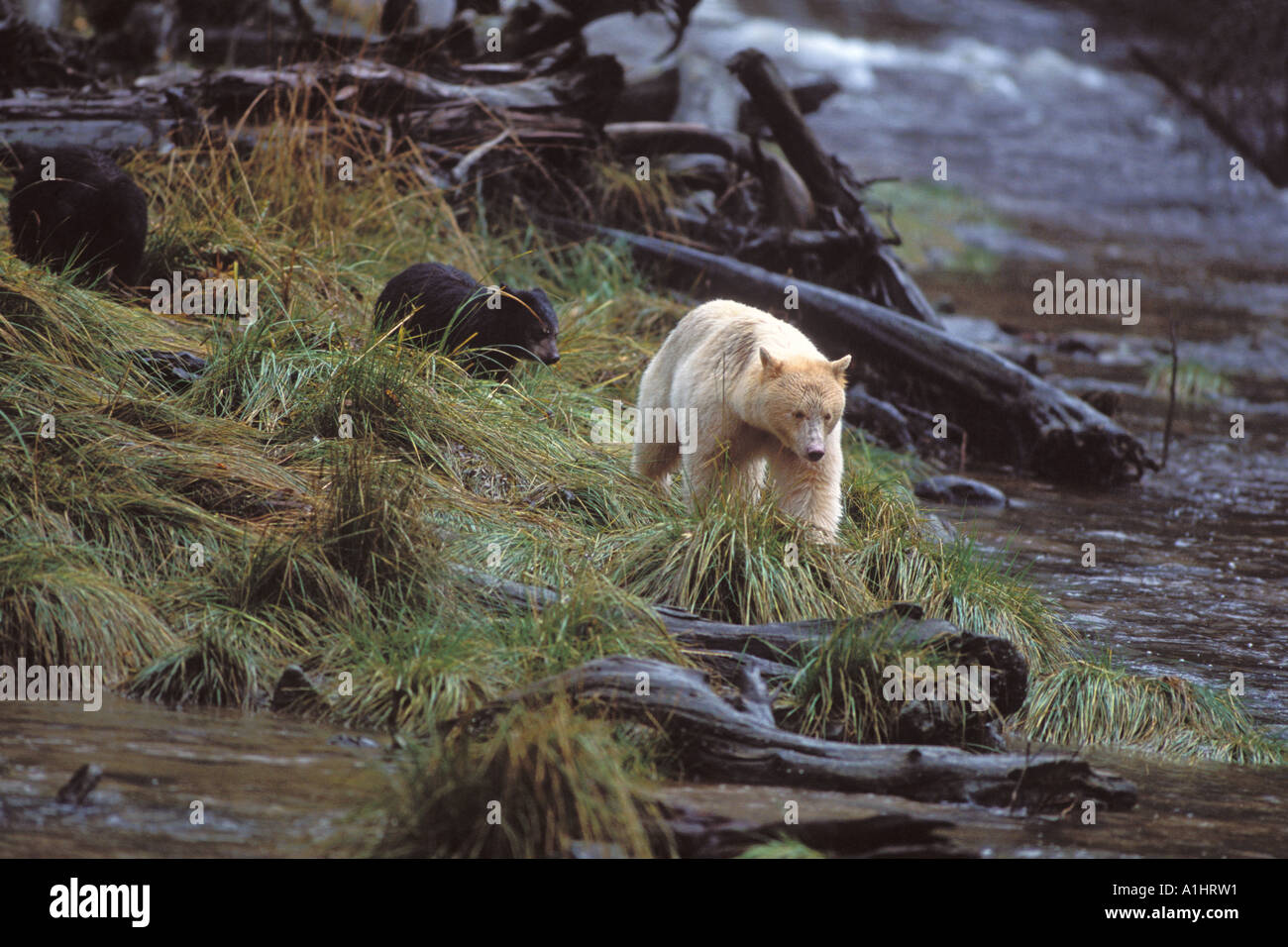 spirit bear kermode black bear Ursus americanus sow with cubs in the ...
