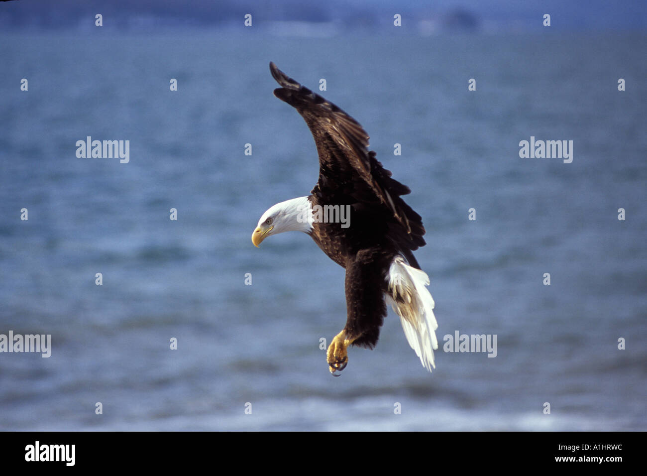bald eagle Haliaeetus leucocephalus coming in for a landing Homer ...