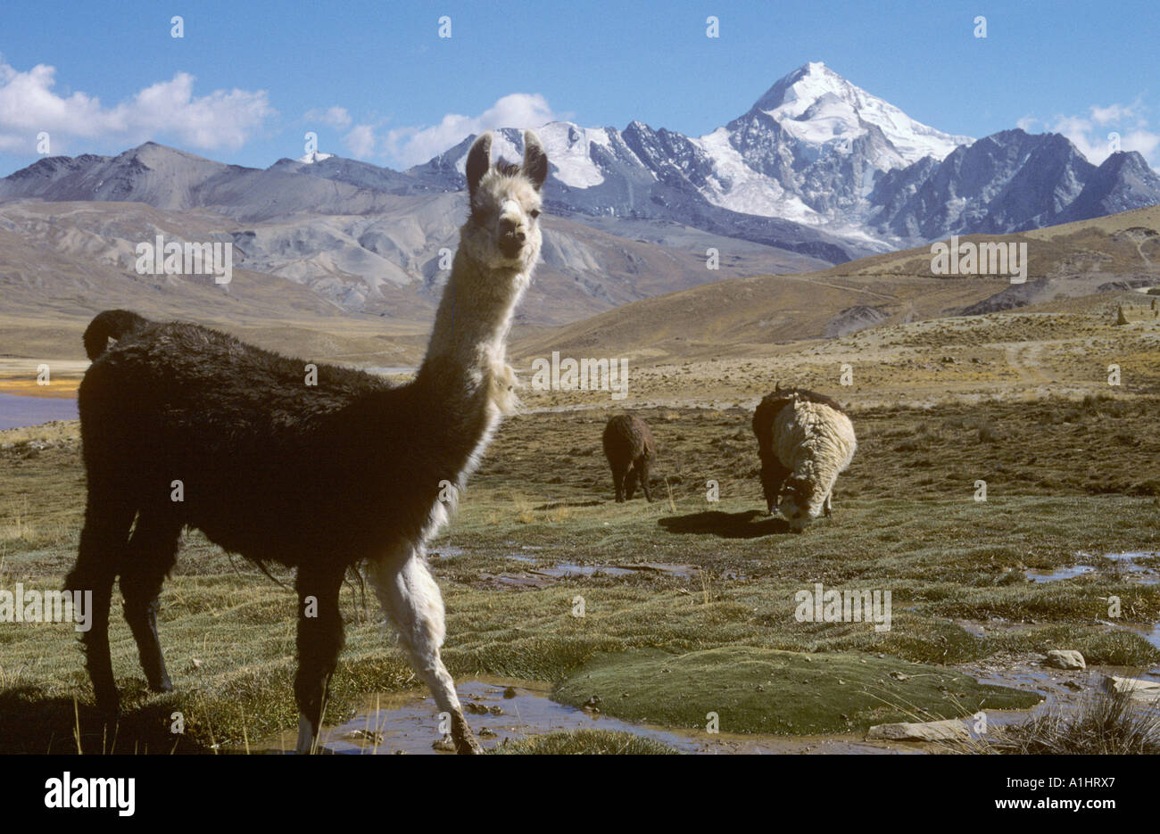 Alpacas in the Zongo Valley near La Paz Bolivia on South American ...