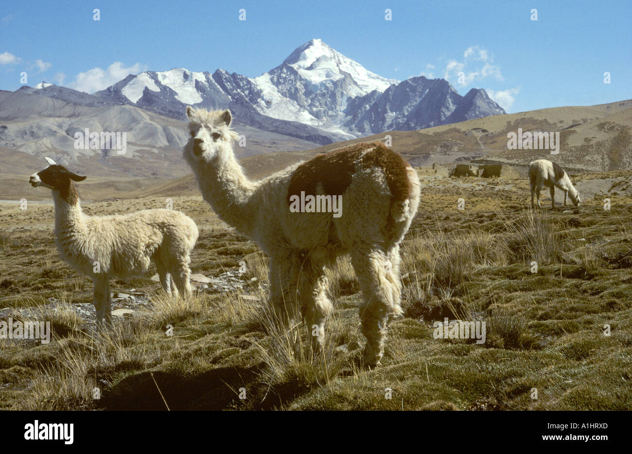 Alpacas in the Zongo Valley near La Paz Bolivia on South American ...