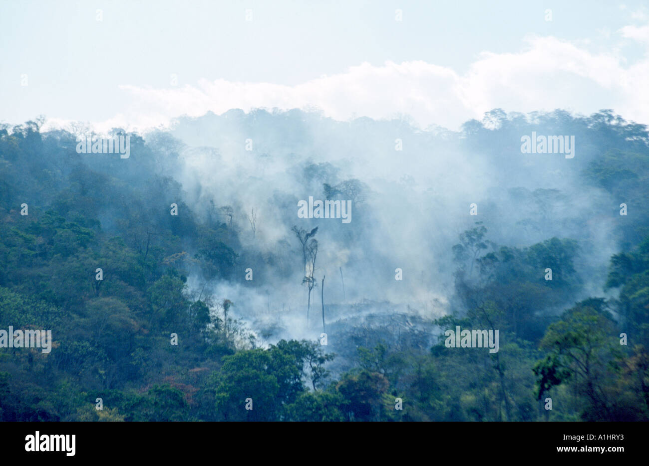 Amazon rainforest being burned to clear land for cattle ranching on the ...