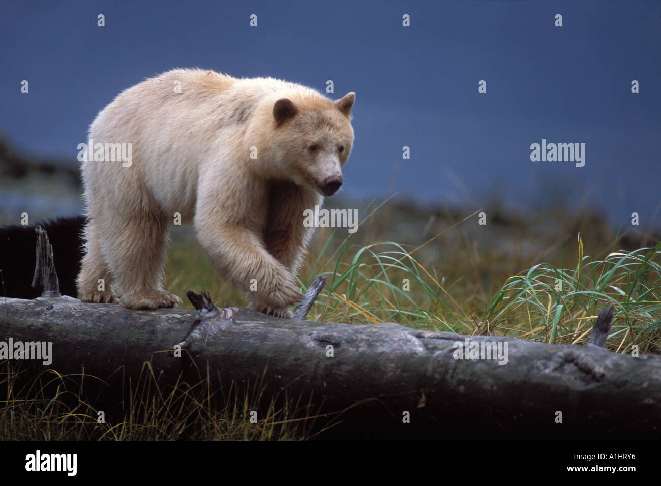 spirit bear kermode black bear Ursus americanus sow with cubs walking ...