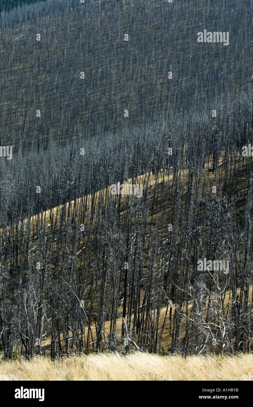 Yellowstone fire 1988 hi-res stock photography and images - Alamy