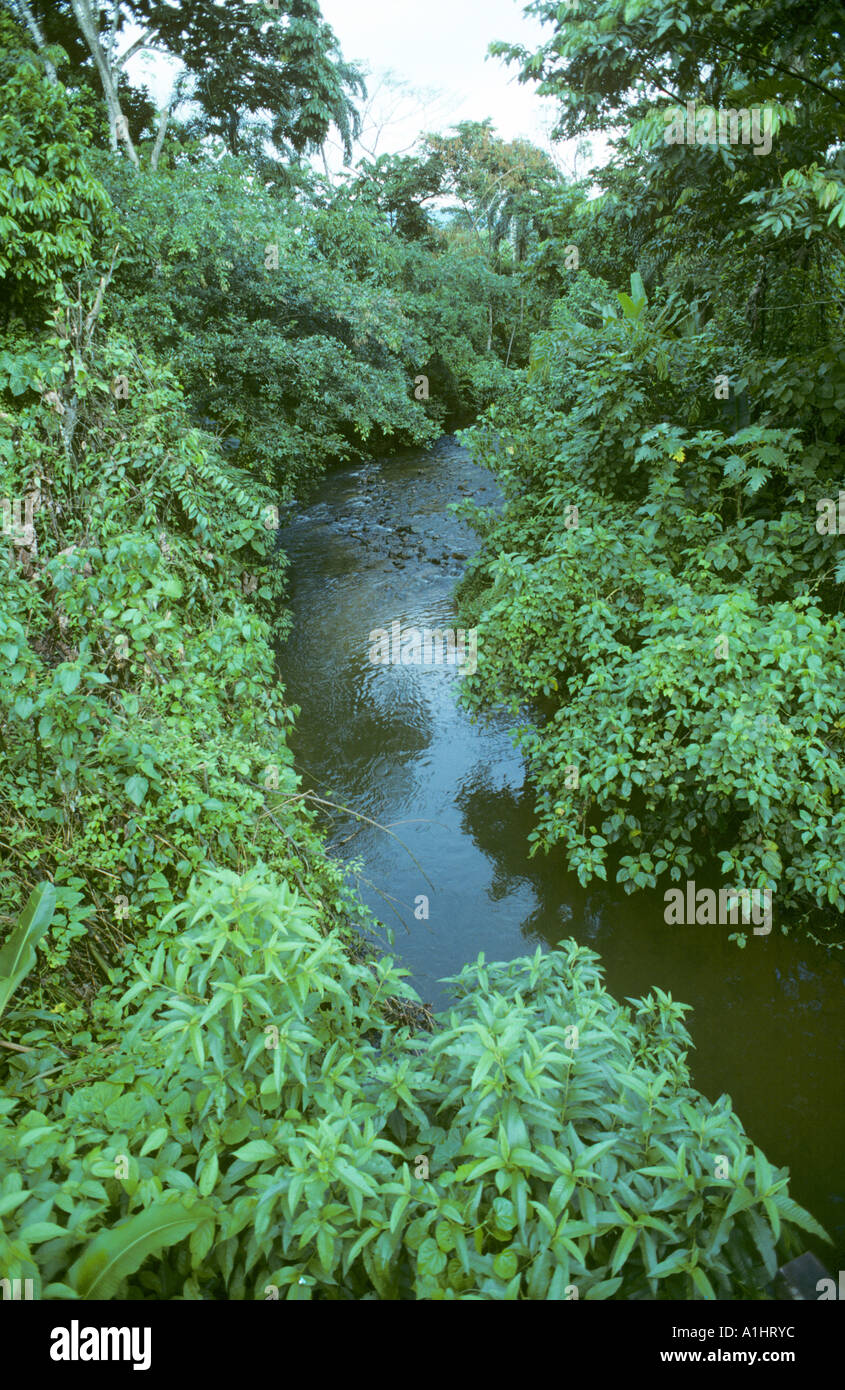 River running through the Amazon rainforest Ecuador Stock Photo - Alamy