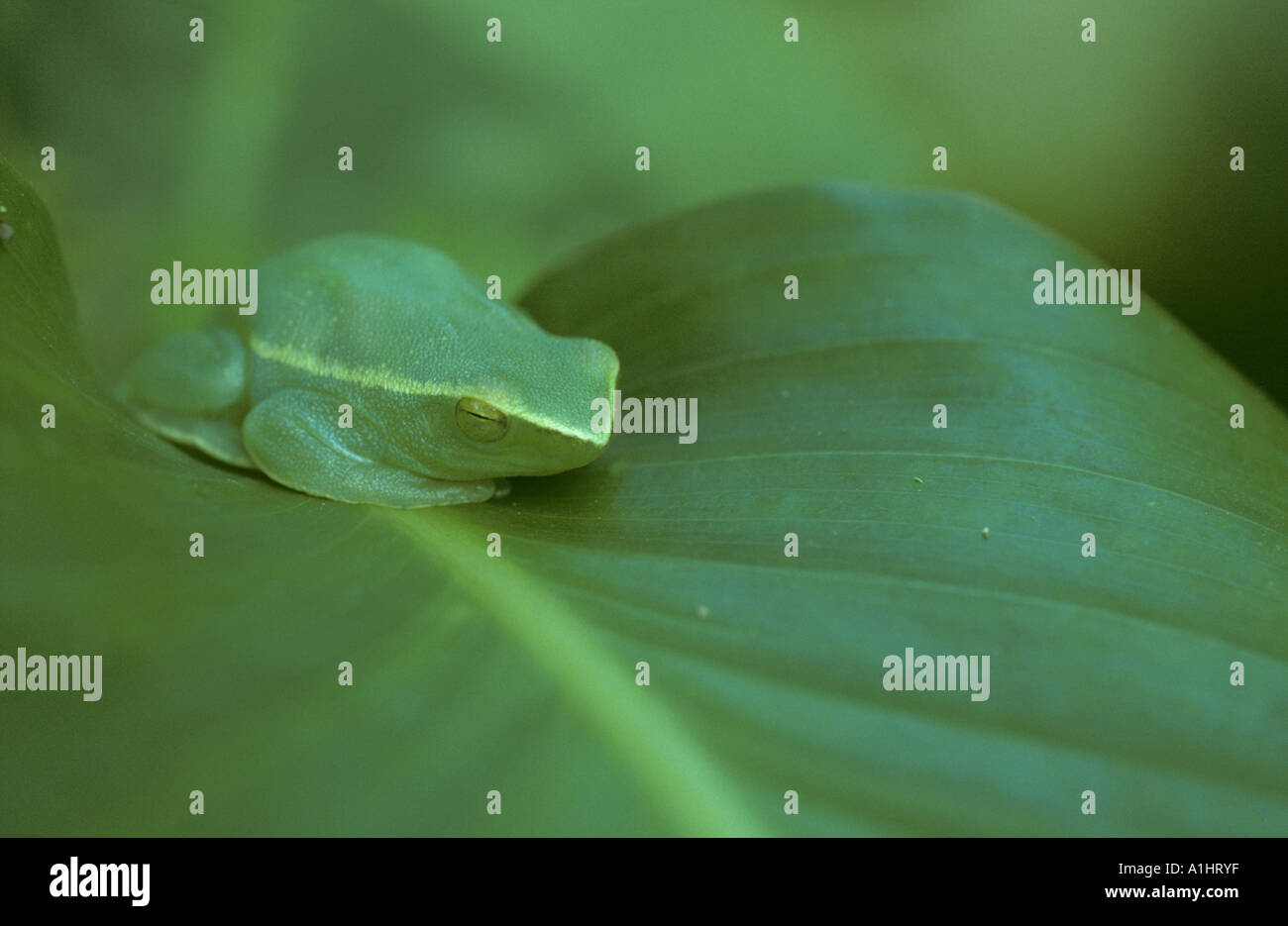 Amazon forest dense animal hi-res stock photography and images - Alamy