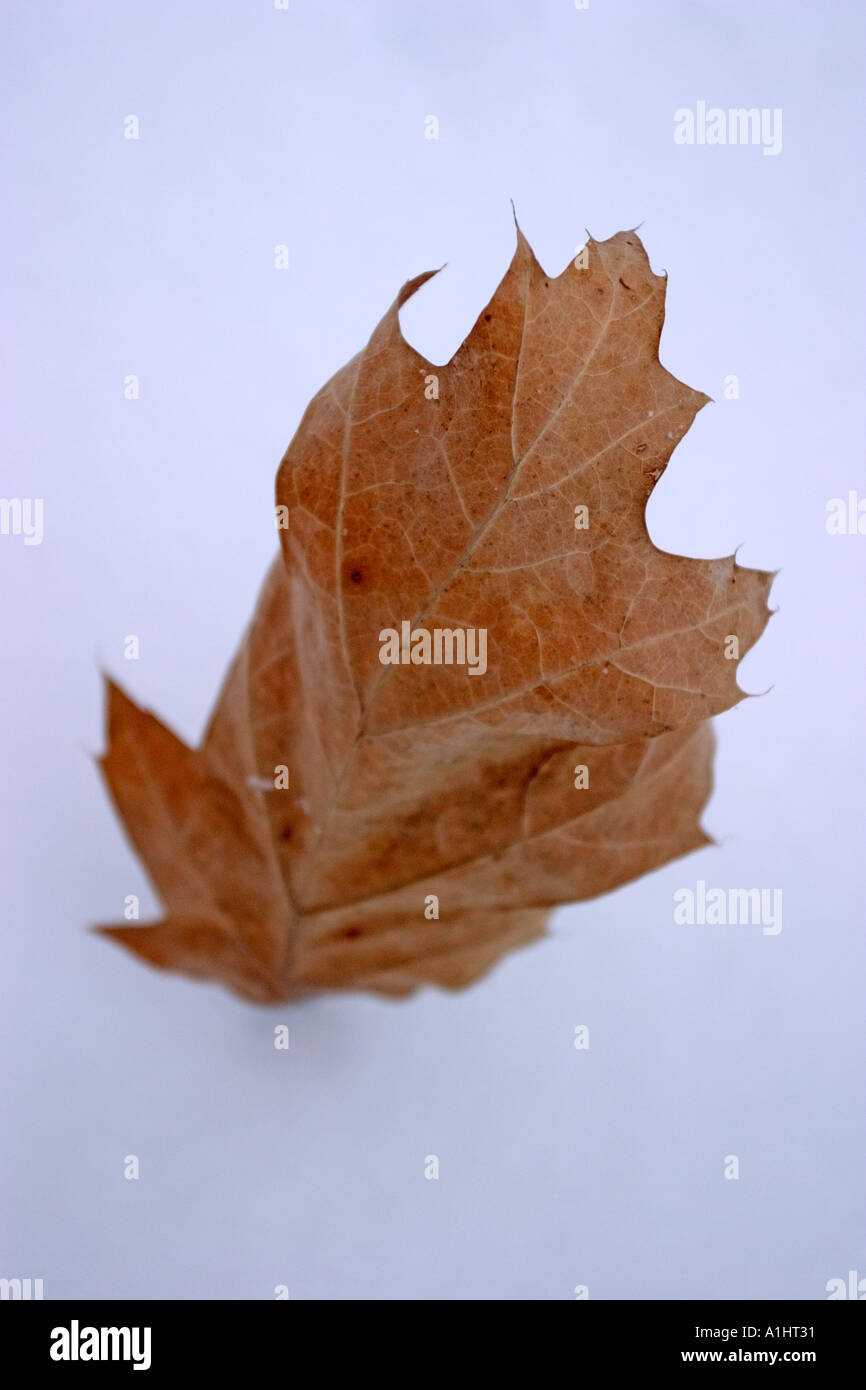Snowy dead standing tree hi-res stock photography and images - Alamy