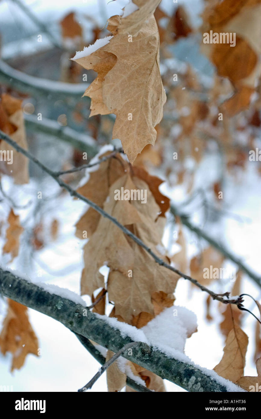 Frozen Winter Leaf Stock Photo - Alamy