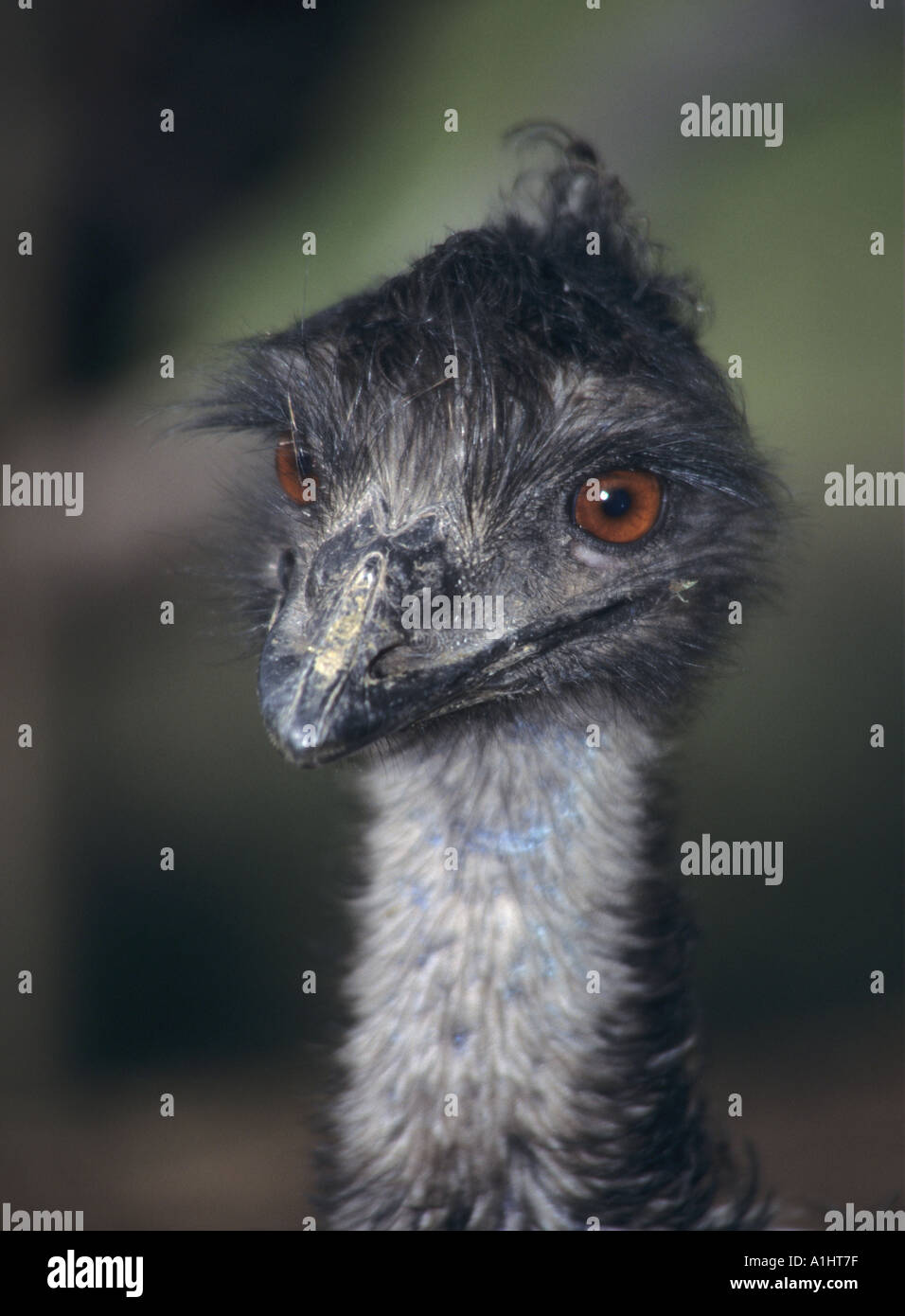 Emu close up Stock Photo - Alamy