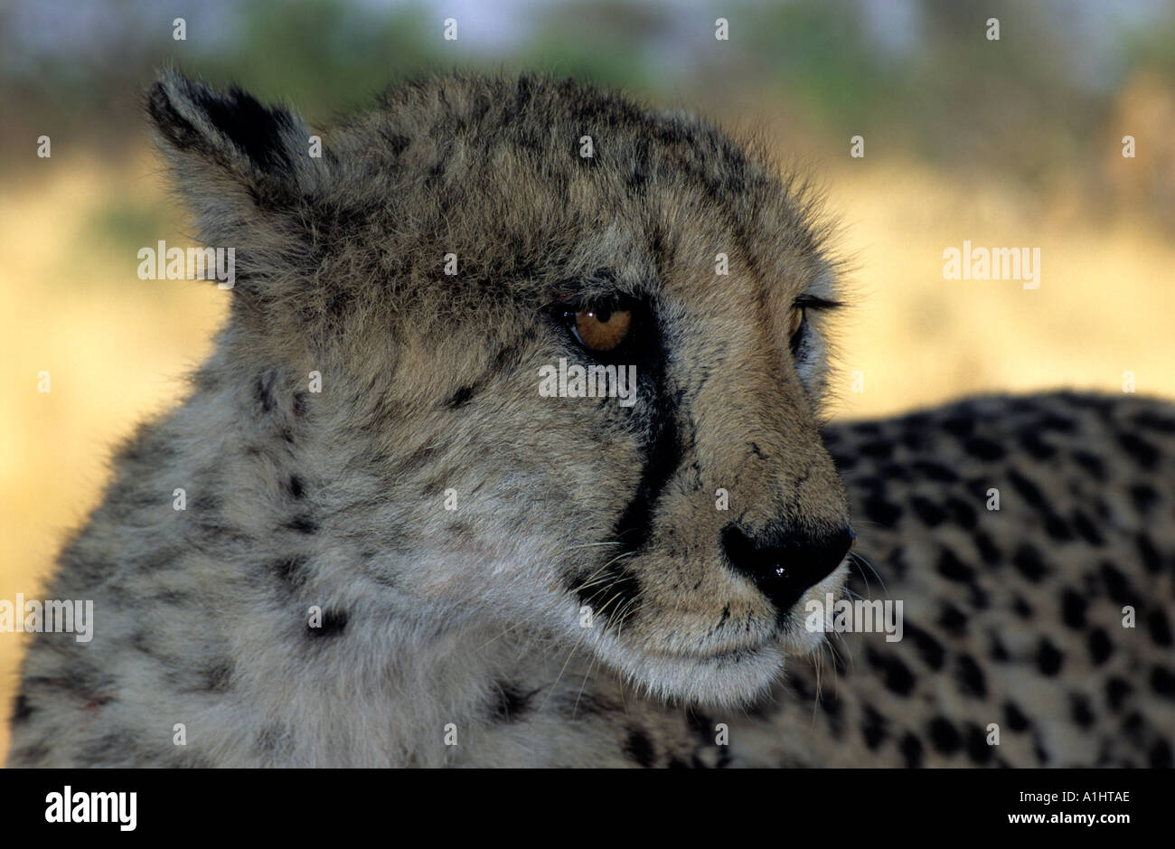 Extreme close up of Cheetah in Namibia Southern Africa Stock Photo - Alamy