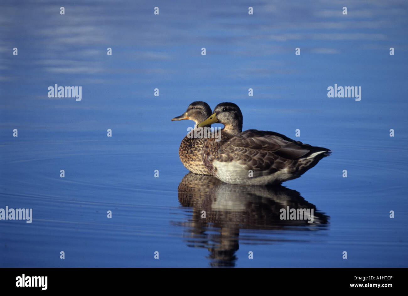 Ducks in water Stock Photo - Alamy
