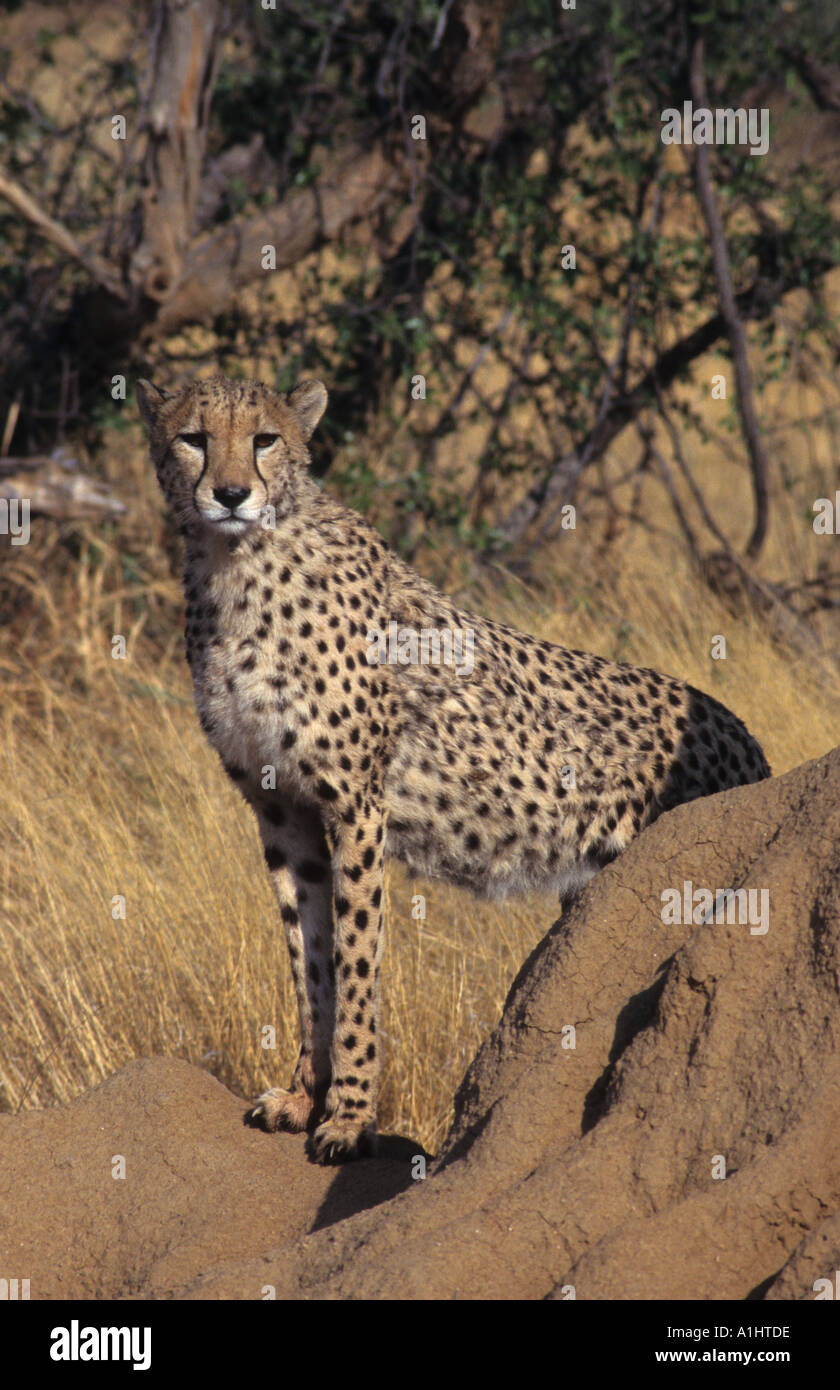 Cheetah in Namibia Southern Africa Stock Photo - Alamy