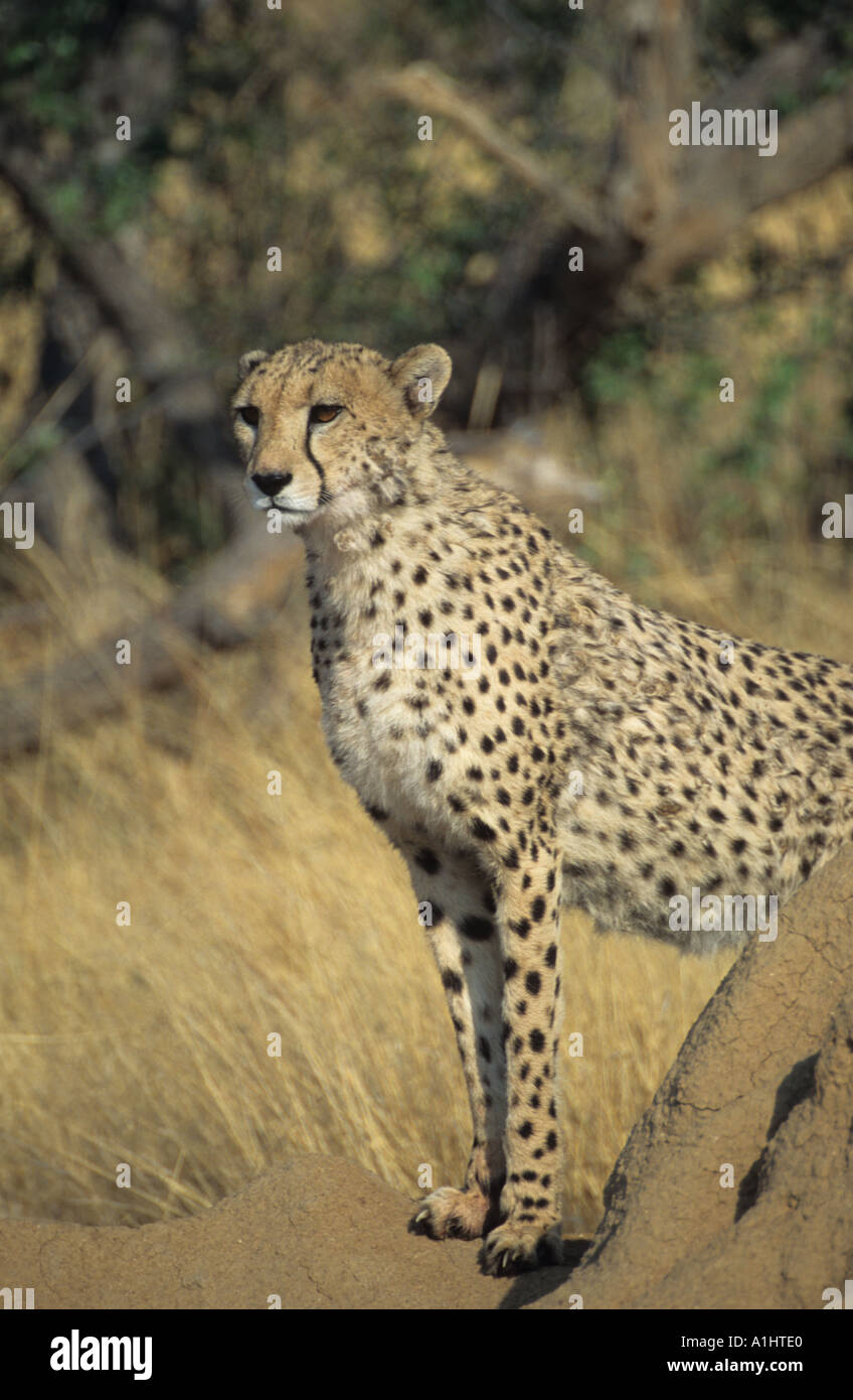 Cheetah in Namibia Southern Africa Stock Photo - Alamy