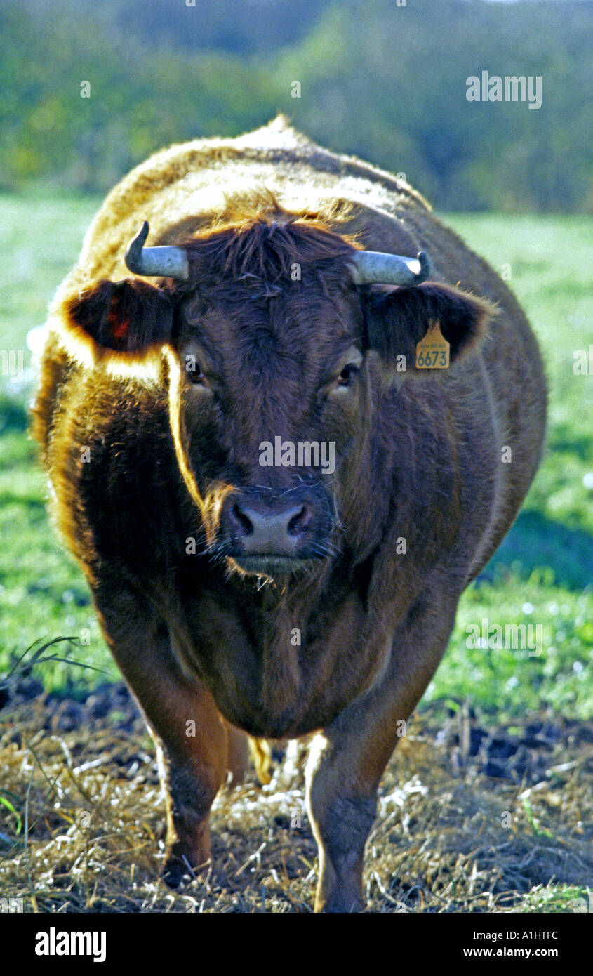 Dead cow in field cattle hi-res stock photography and images - Alamy