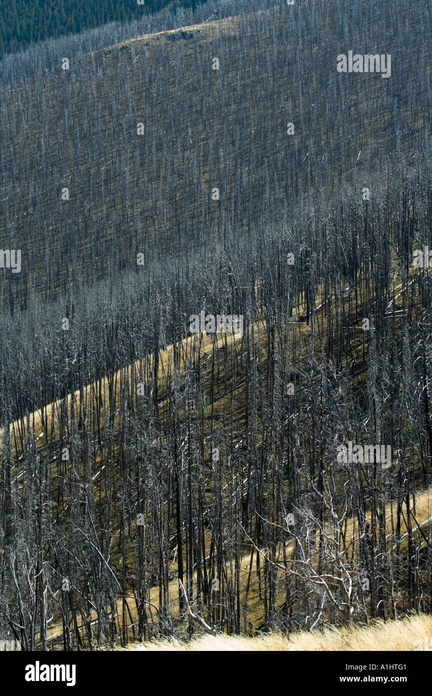 Yellowstone fire 1988 hi-res stock photography and images - Alamy