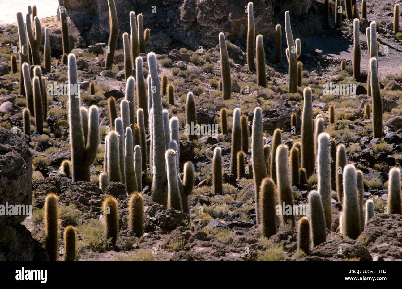 Cacti on Fisherman s Island Uyuni Salt Lake de Pescado Fish Island ...