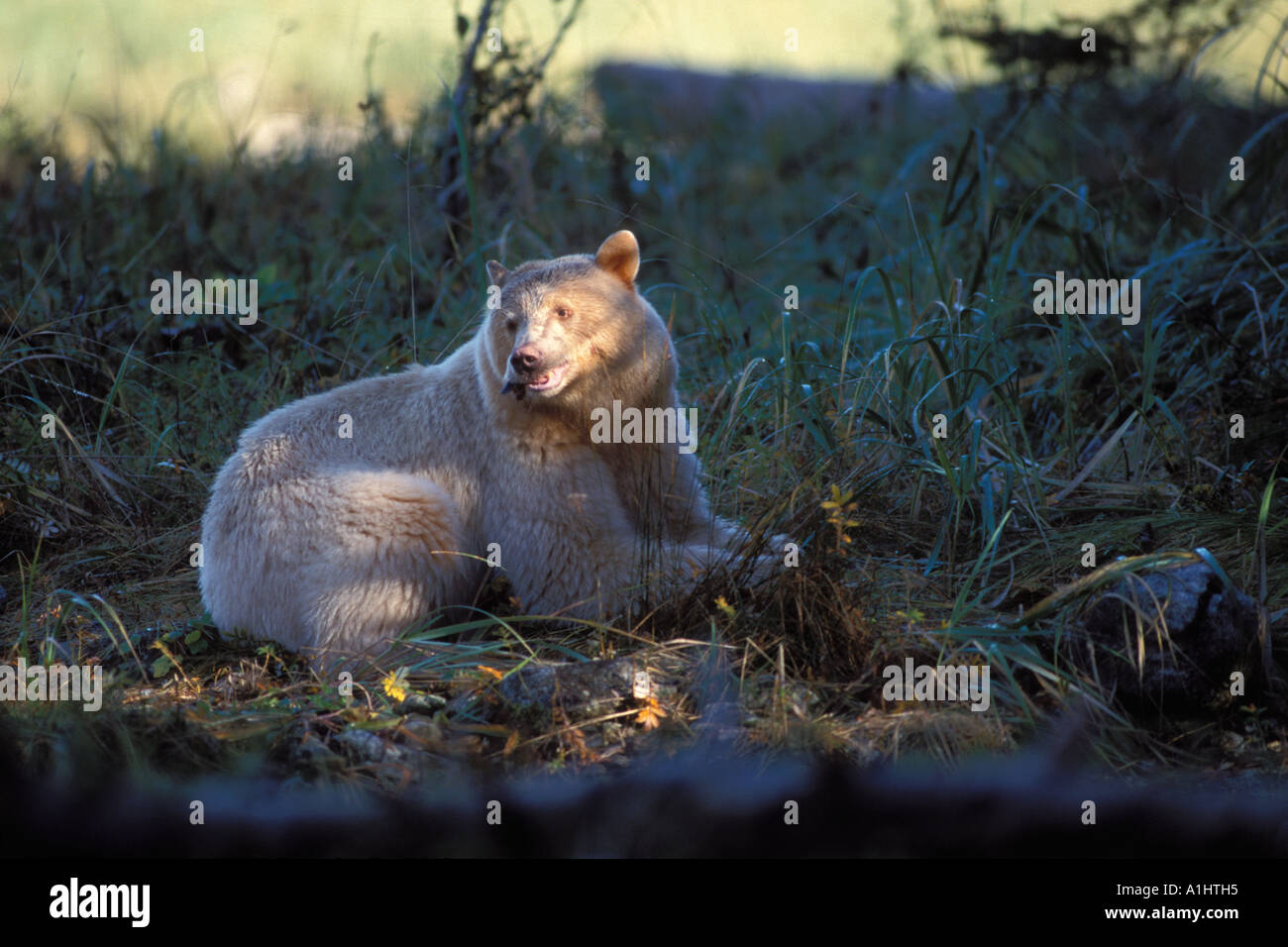 Kermode bear british columbia cubs hi-res stock photography and images ...