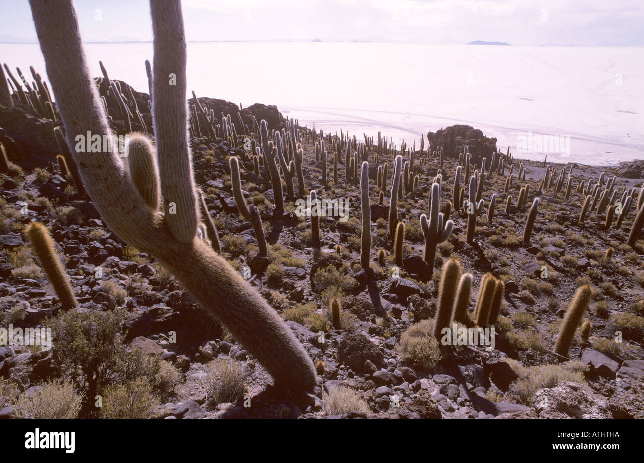 Cacti on Fisherman s Island Uyuni Salt Lake de Pescado Fish Island ...