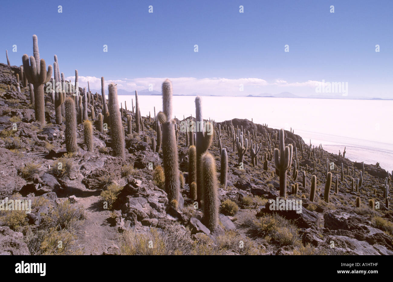 Cacti on Fisherman s Island Uyuni Salt Lake de Pescado Fish Island ...