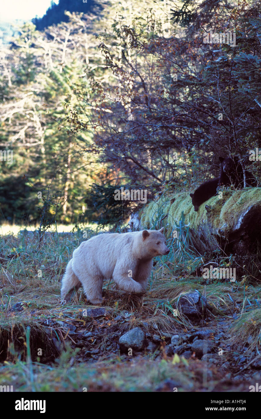 spirit bear kermode black bear Ursus americanus sow with cubs in the ...