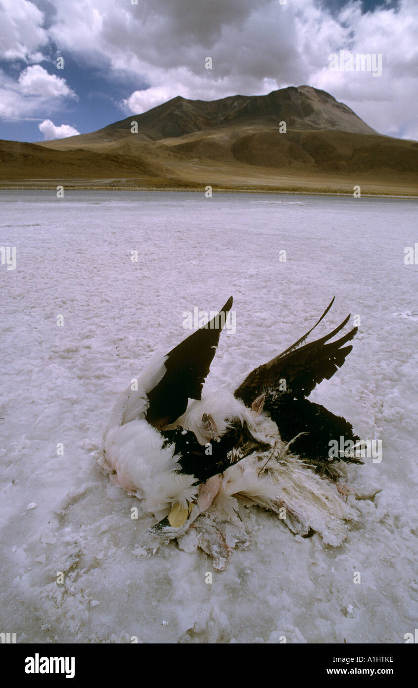 Dead James flamingo Phoenicoparrus jamesi standing Bolivia Altiplano ...