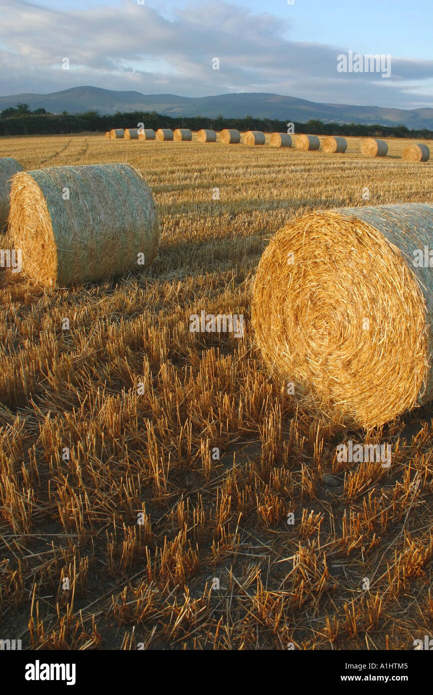 Bales of hay at sundown in field in Dundalk, County Louth, Republic of ...