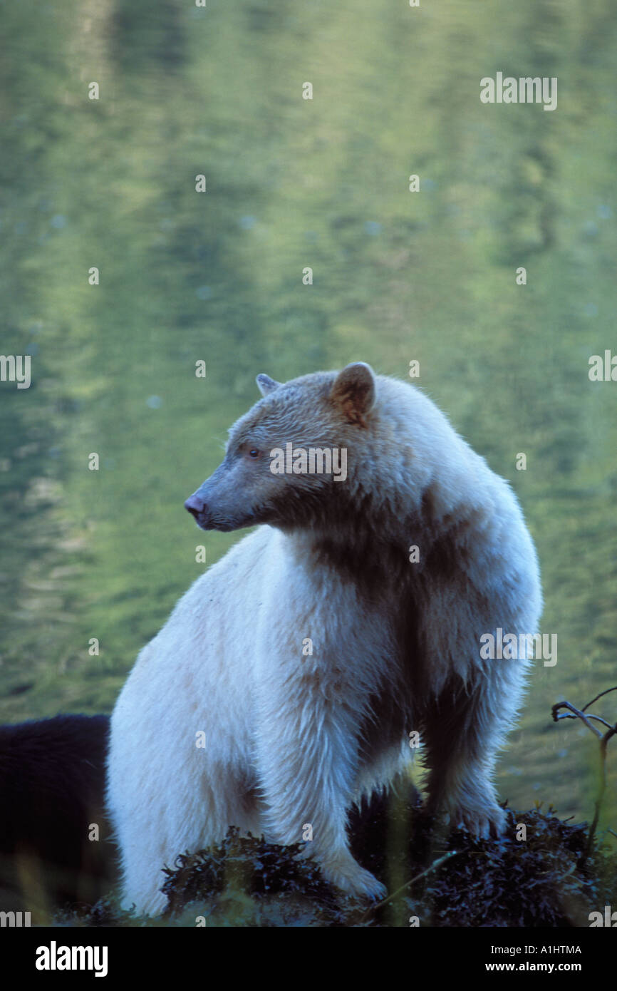 spirit bear kermode black bear Ursus americanus sow on the central ...