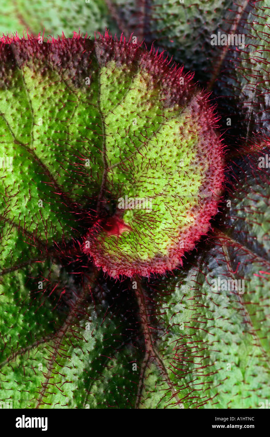 Begonia 'Curly Fire Flush' Stock Photo - Alamy