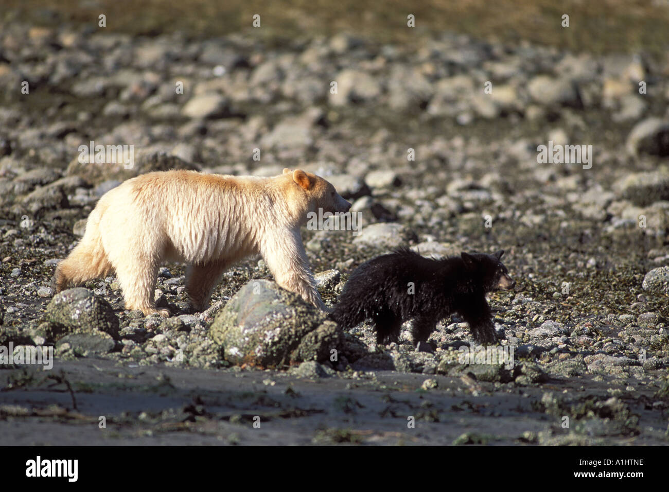 spirit bear kermode black bear Ursus americanus sow with cub walking ...