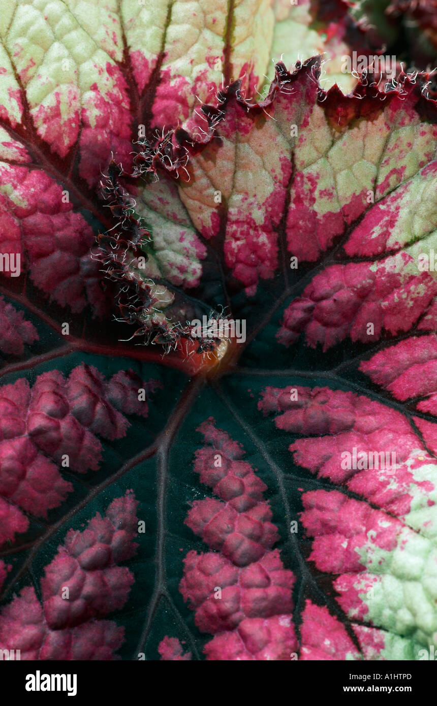 Begonia 'New York Swirl' Stock Photo - Alamy