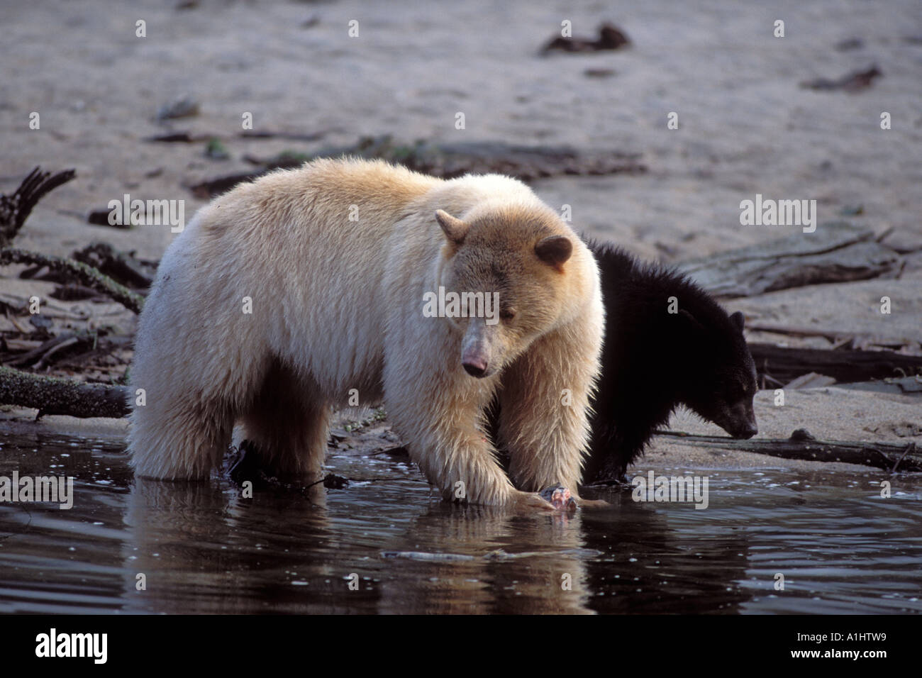 spirit bear kermode black bear Ursus americanus sow with cub feeding on ...