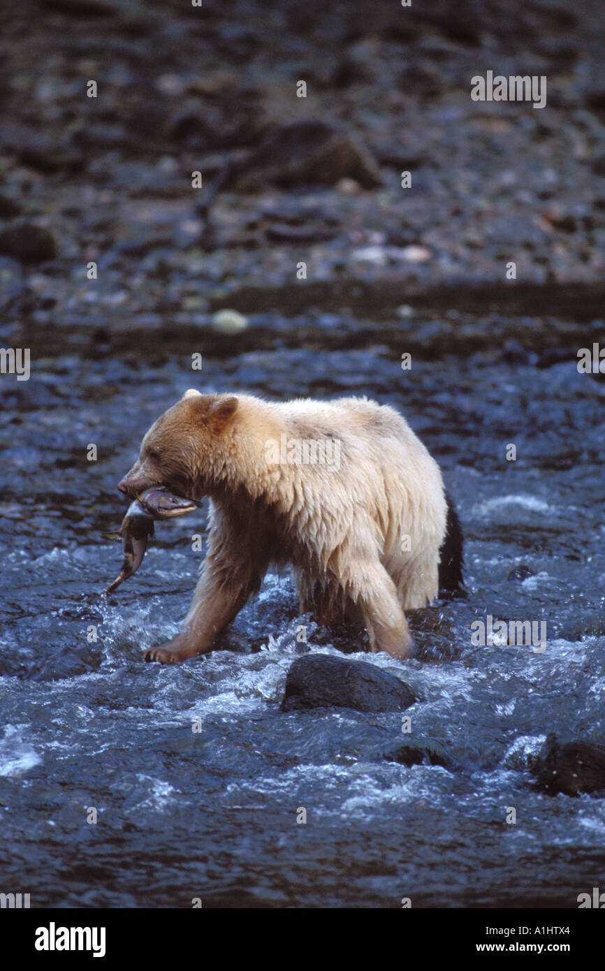 spirit bear kermode black bear Ursus americanus sow with cub fishing ...