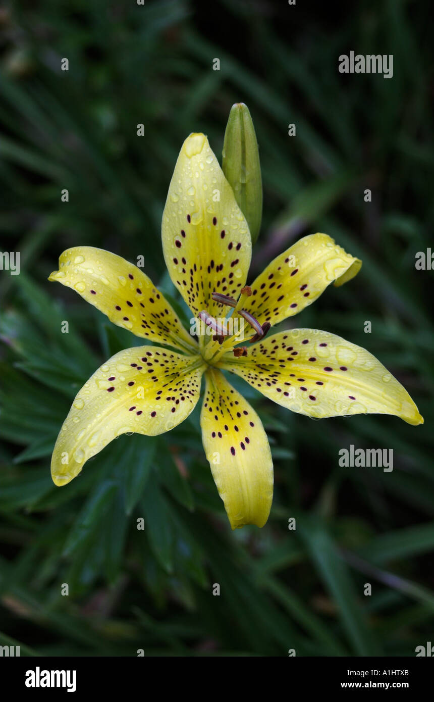 Lilium 'Sun Ray' Stock Photo - Alamy