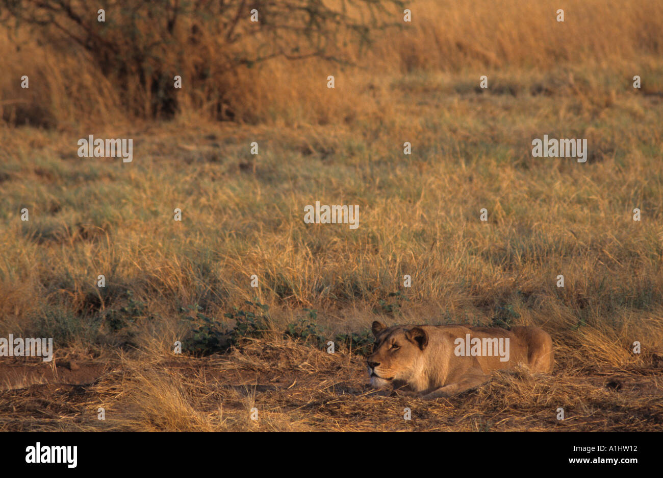 Resting Lioness in Namibia Stock Photo - Alamy