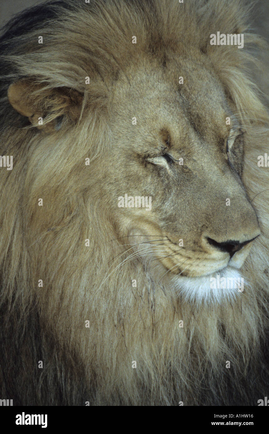 Relaxed lion in Namibia Southern Africa Stock Photo - Alamy